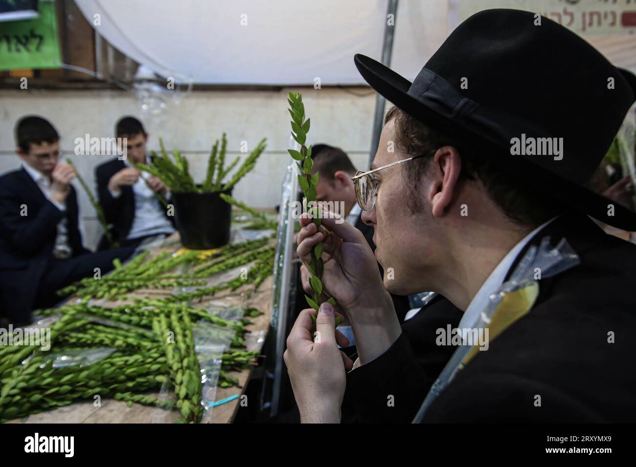 An Orthodox Jewish man inspects an Etrog leaf, or a citron, used to ...