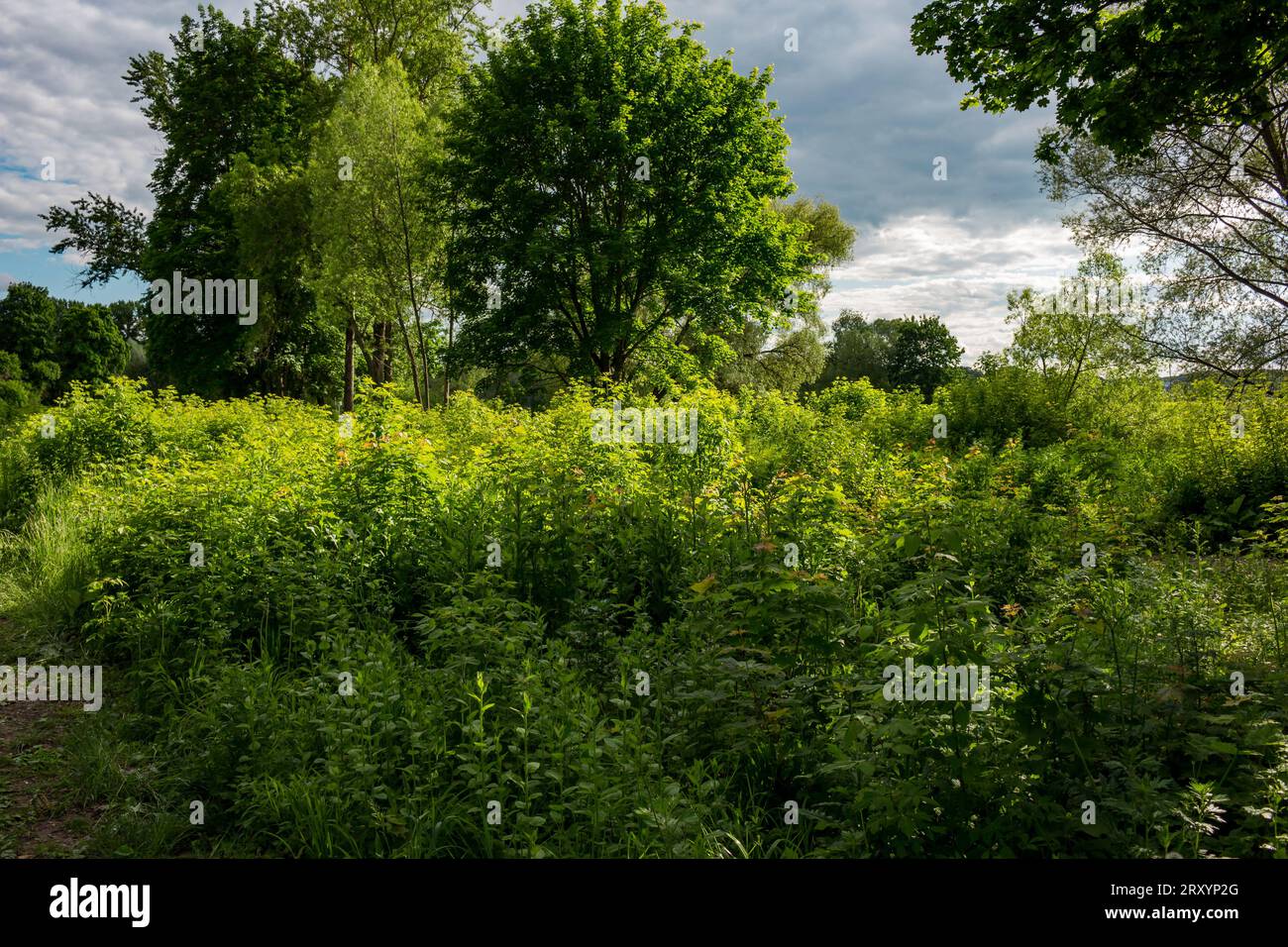 Dense green thickets in the wilderness Stock Photo - Alamy