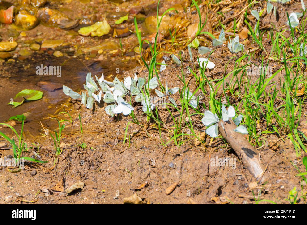 Captured in exquisite detail, this vibrant butterfly showcases nature's ...