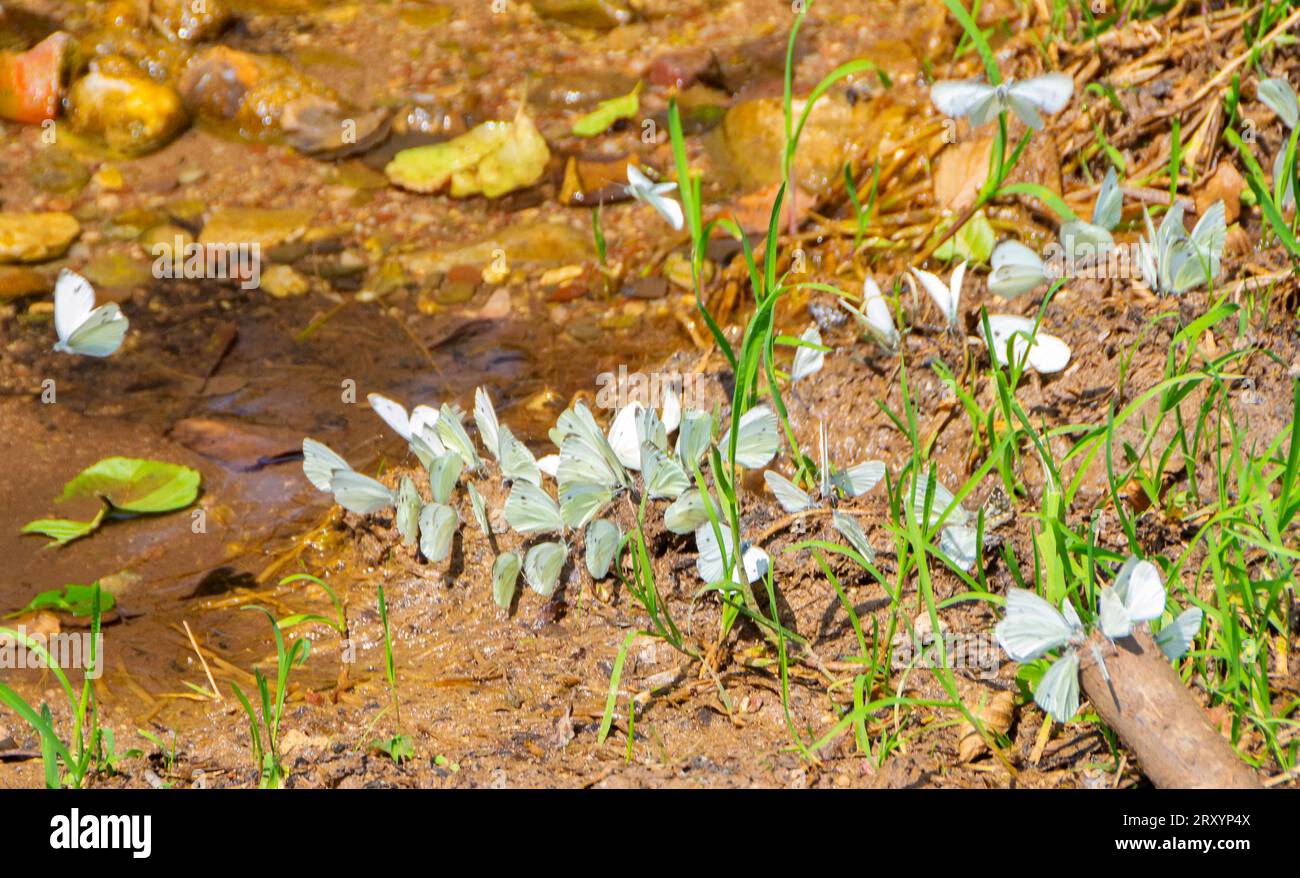 Captured in exquisite detail, this vibrant butterfly showcases nature's ...