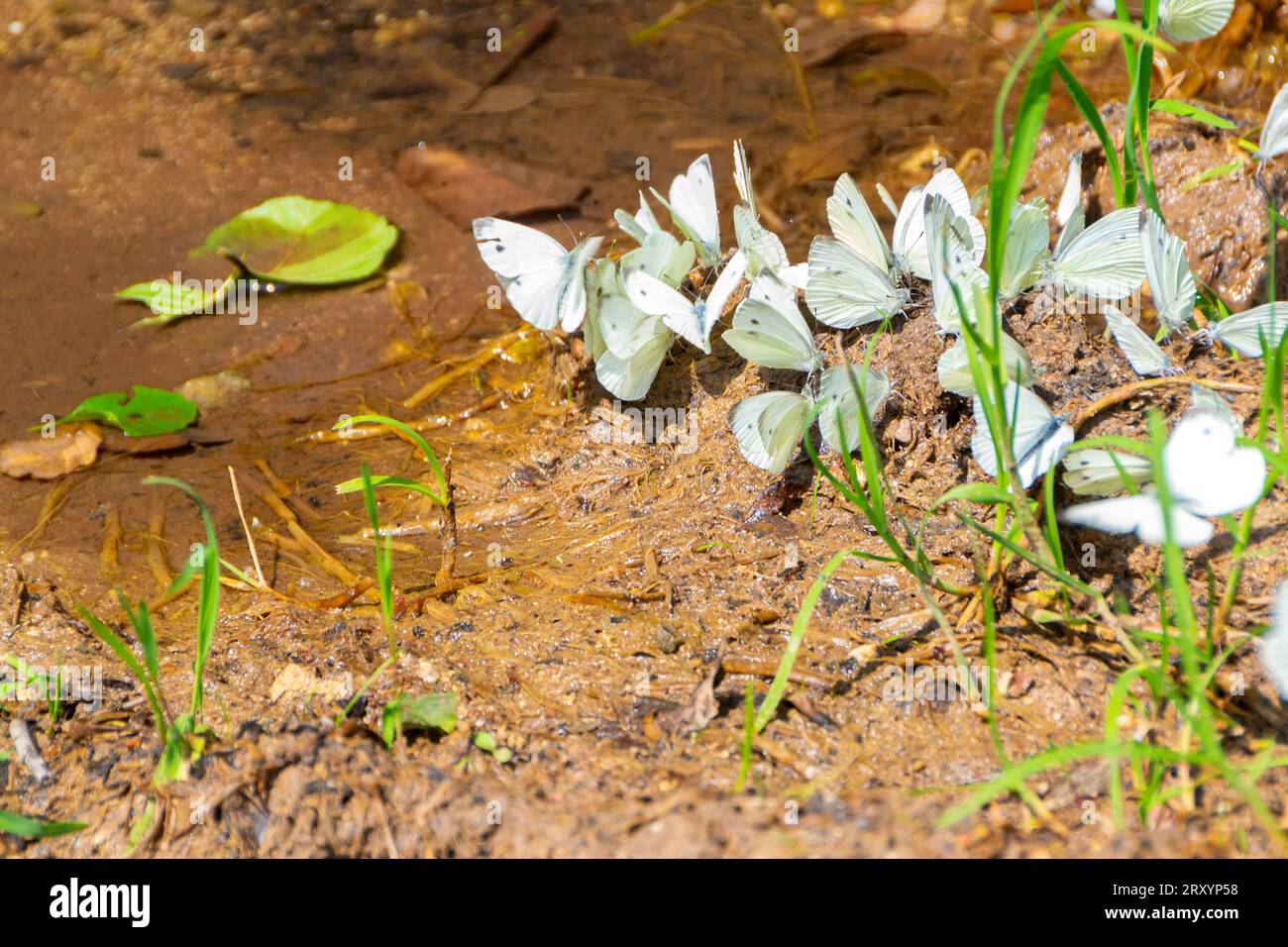 Captured in exquisite detail, this vibrant butterfly showcases nature's ...