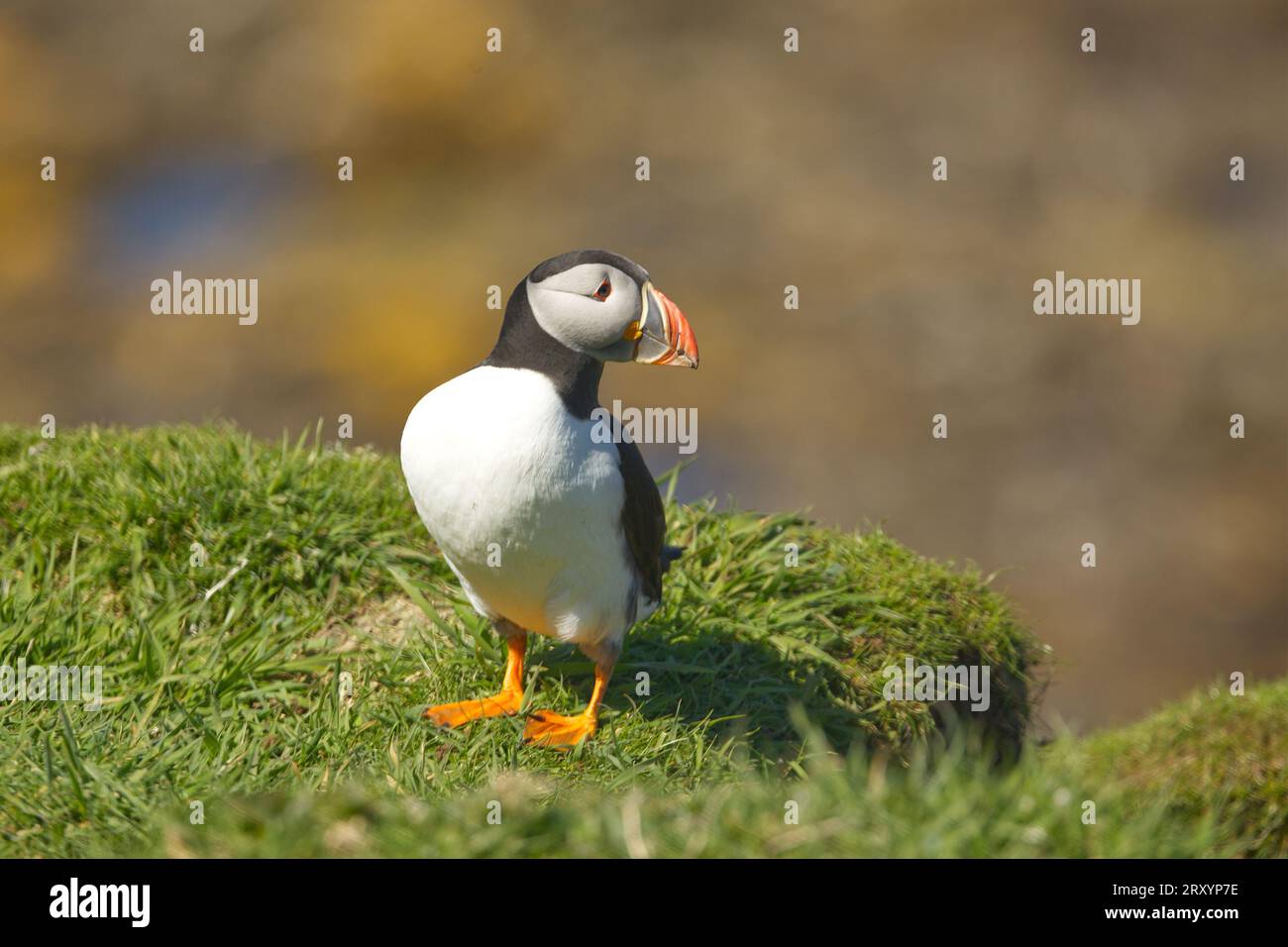 Bird hebrides hi-res stock photography and images - Alamy