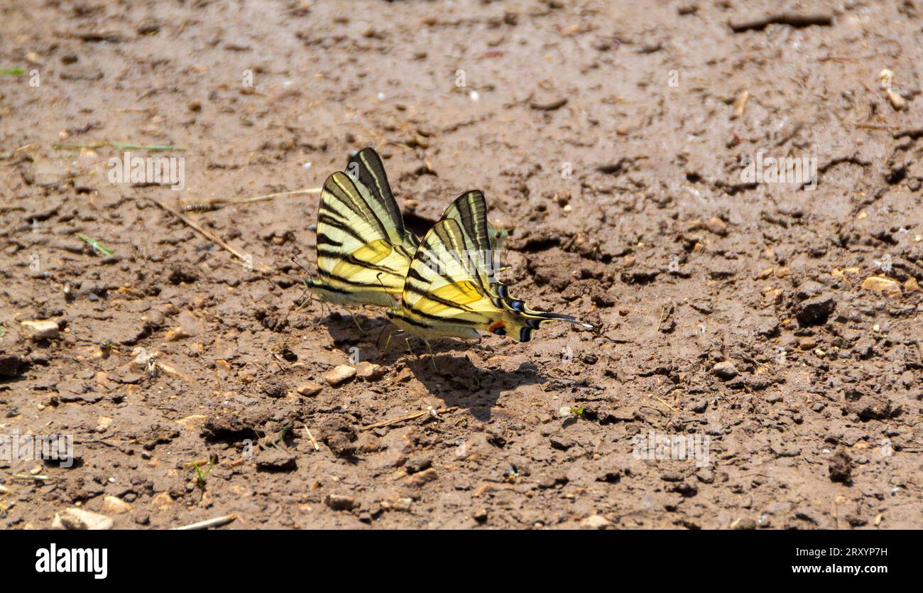 Captured in exquisite detail, this vibrant butterfly showcases nature's ...