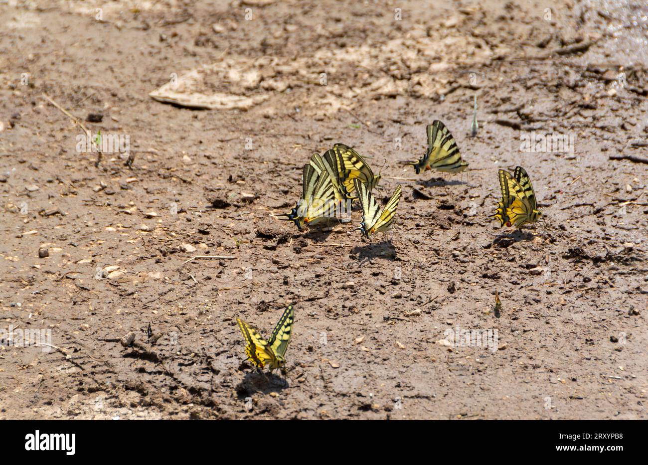 Captured in exquisite detail, this vibrant butterfly showcases nature's ...