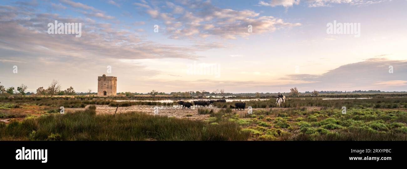 Cowboy carrying a long cattle prod near a herd of bulls, Camargue ...