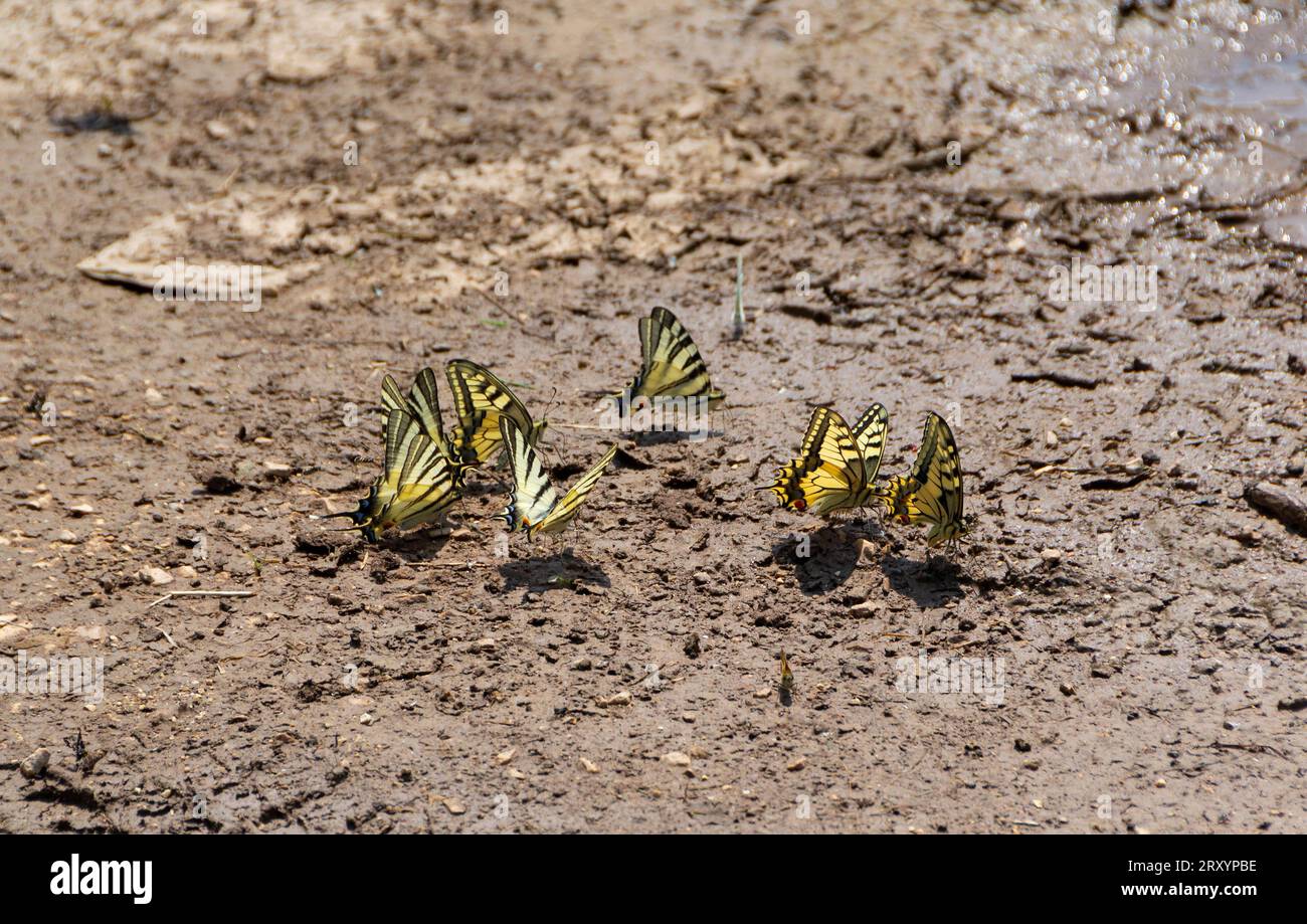 Captured in exquisite detail, this vibrant butterfly showcases nature's ...