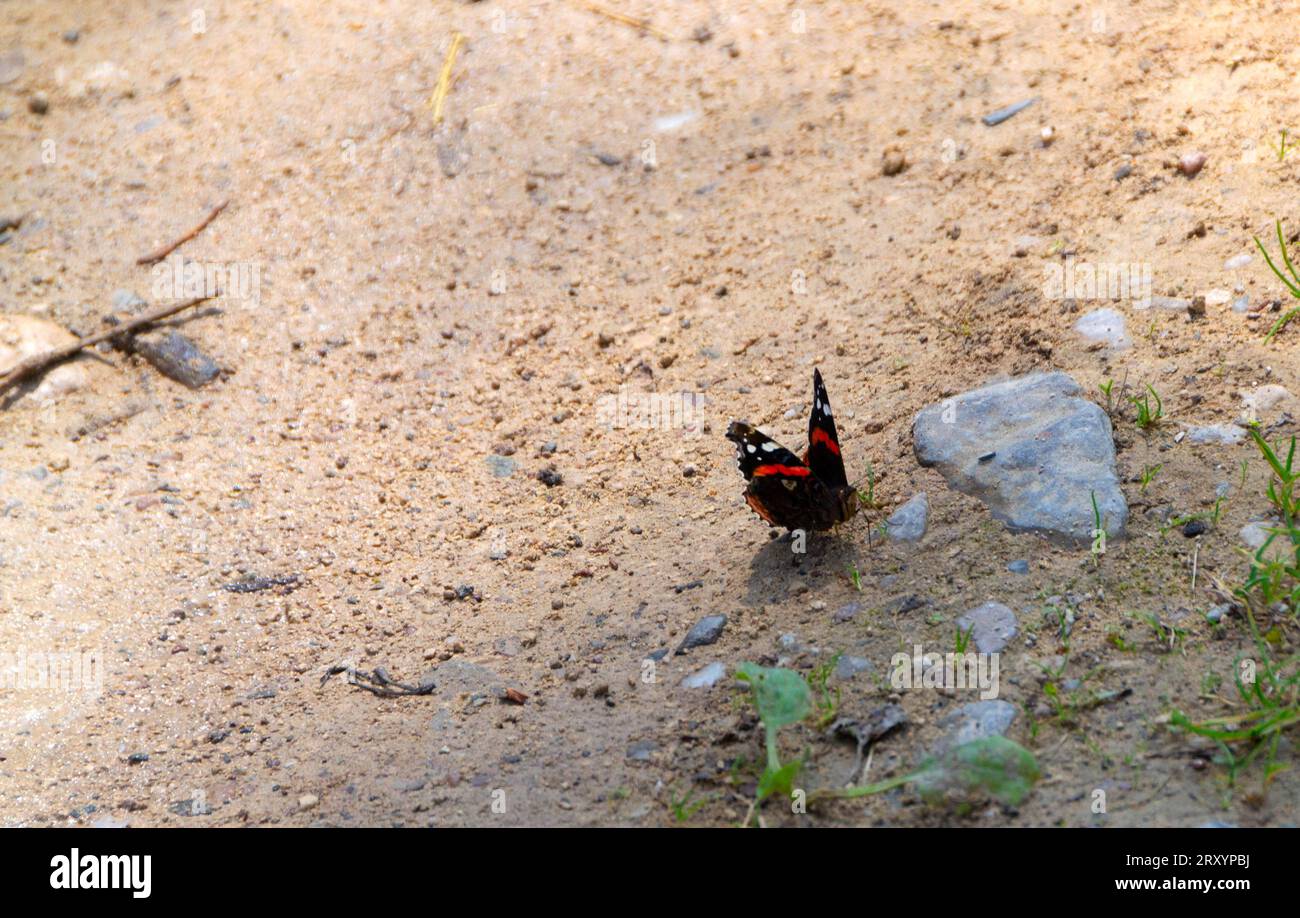 Captured in exquisite detail, this vibrant butterfly showcases nature's ...