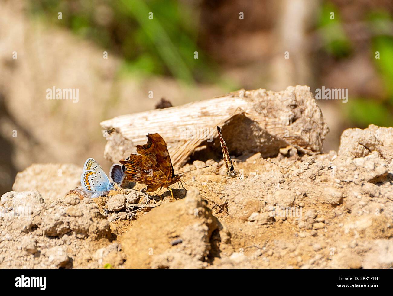 Captured in exquisite detail, this vibrant butterfly showcases nature's ...