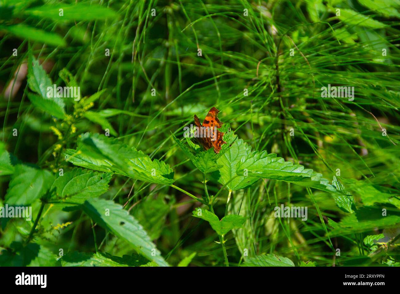 Captured in exquisite detail, this vibrant butterfly showcases nature's ...
