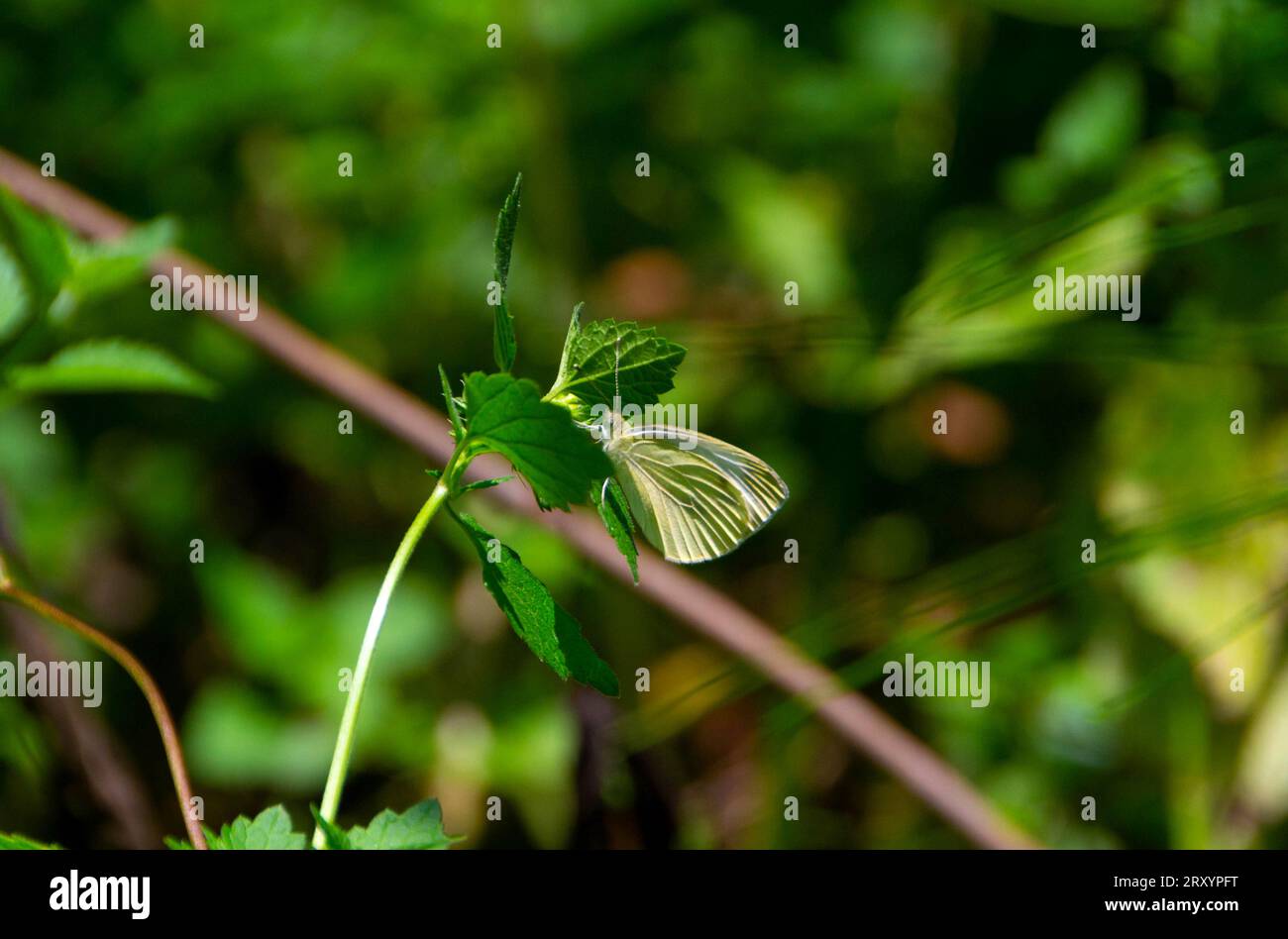 Captured in exquisite detail, this vibrant butterfly showcases nature's ...