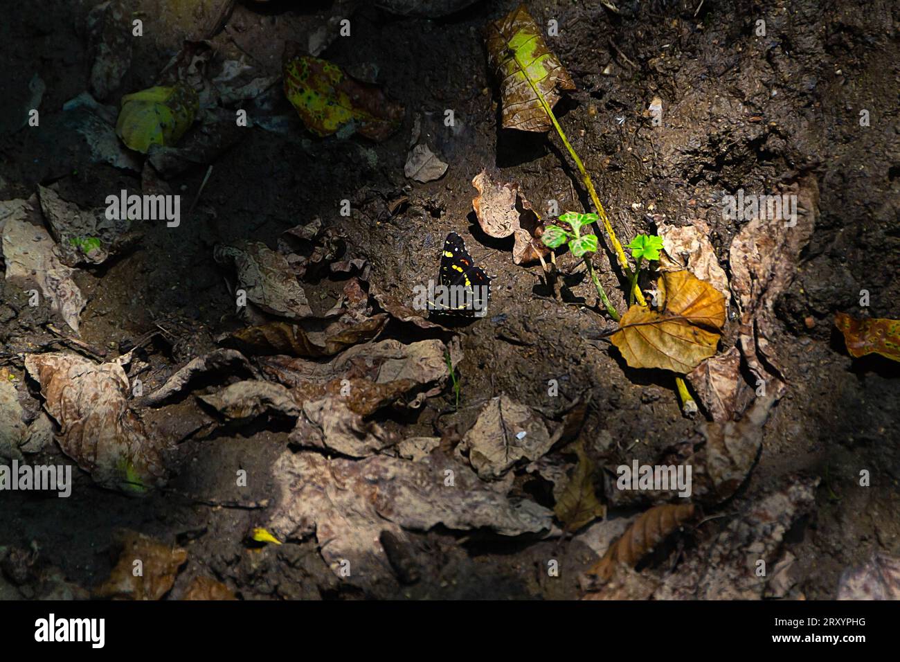Captured in exquisite detail, this vibrant butterfly showcases nature's ...