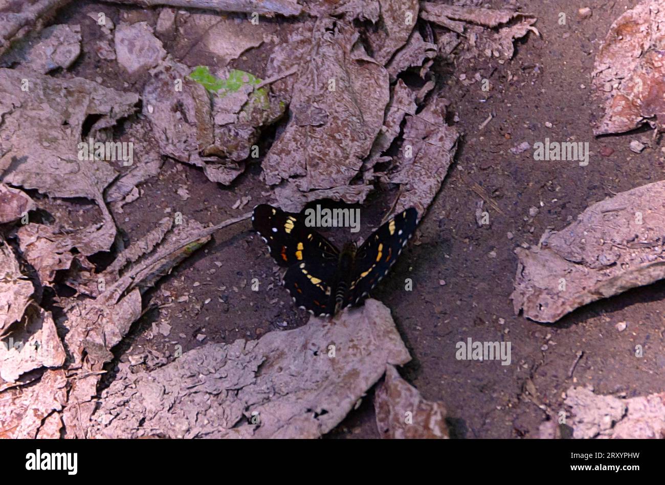 Captured in exquisite detail, this vibrant butterfly showcases nature's ...