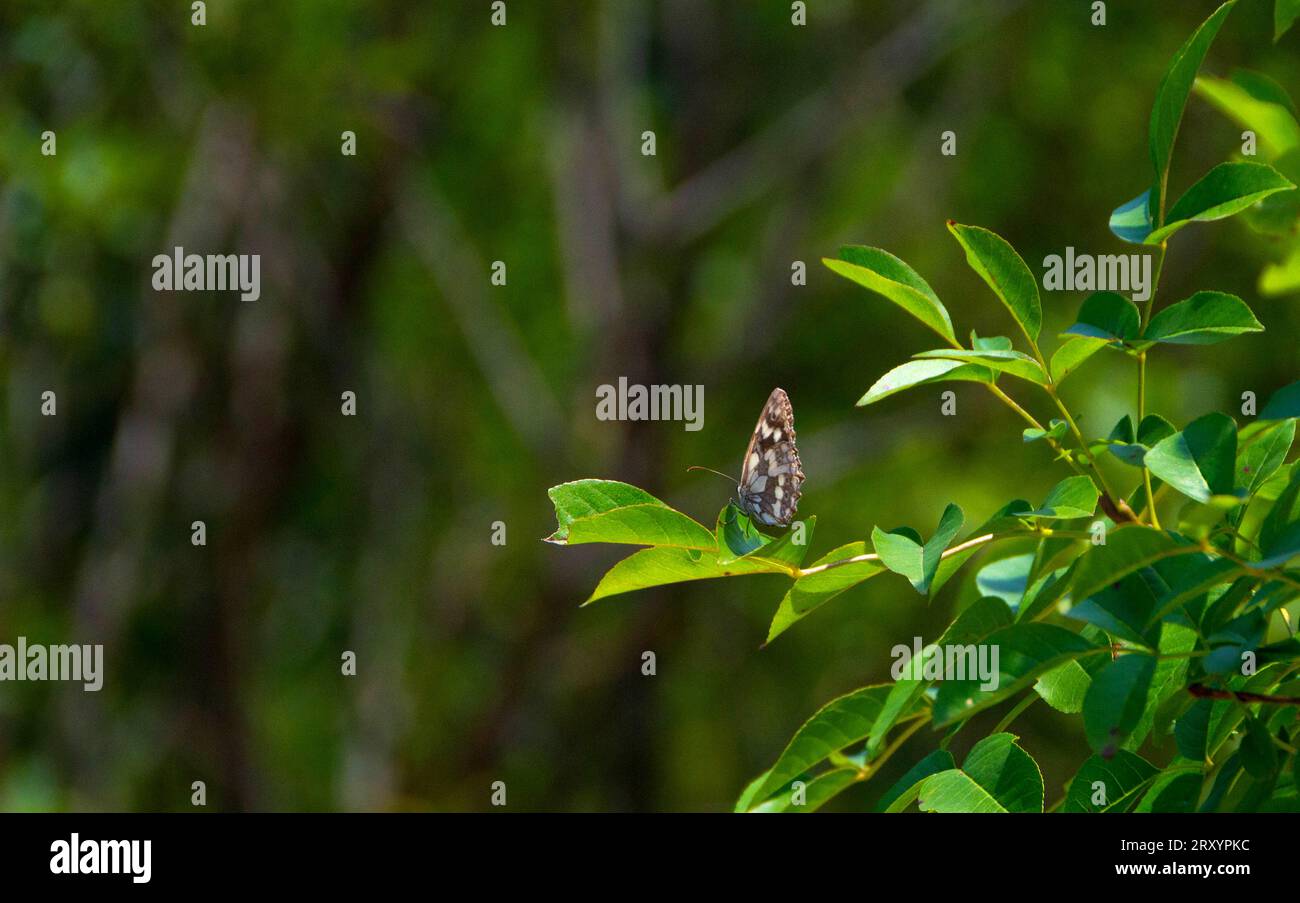 Captured in exquisite detail, this vibrant butterfly showcases nature's ...