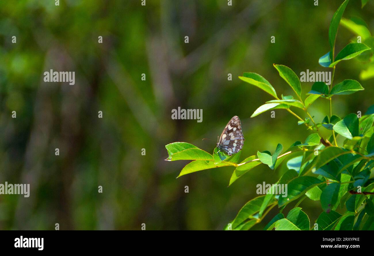 Captured in exquisite detail, this vibrant butterfly showcases nature's ...