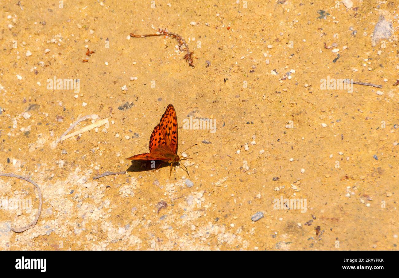 Captured in exquisite detail, this vibrant butterfly showcases nature's ...