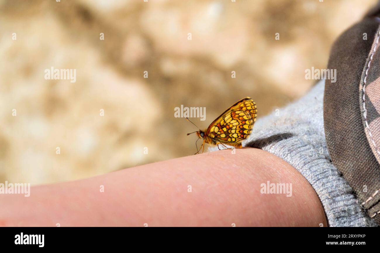 Captured in exquisite detail, this vibrant butterfly showcases nature's ...