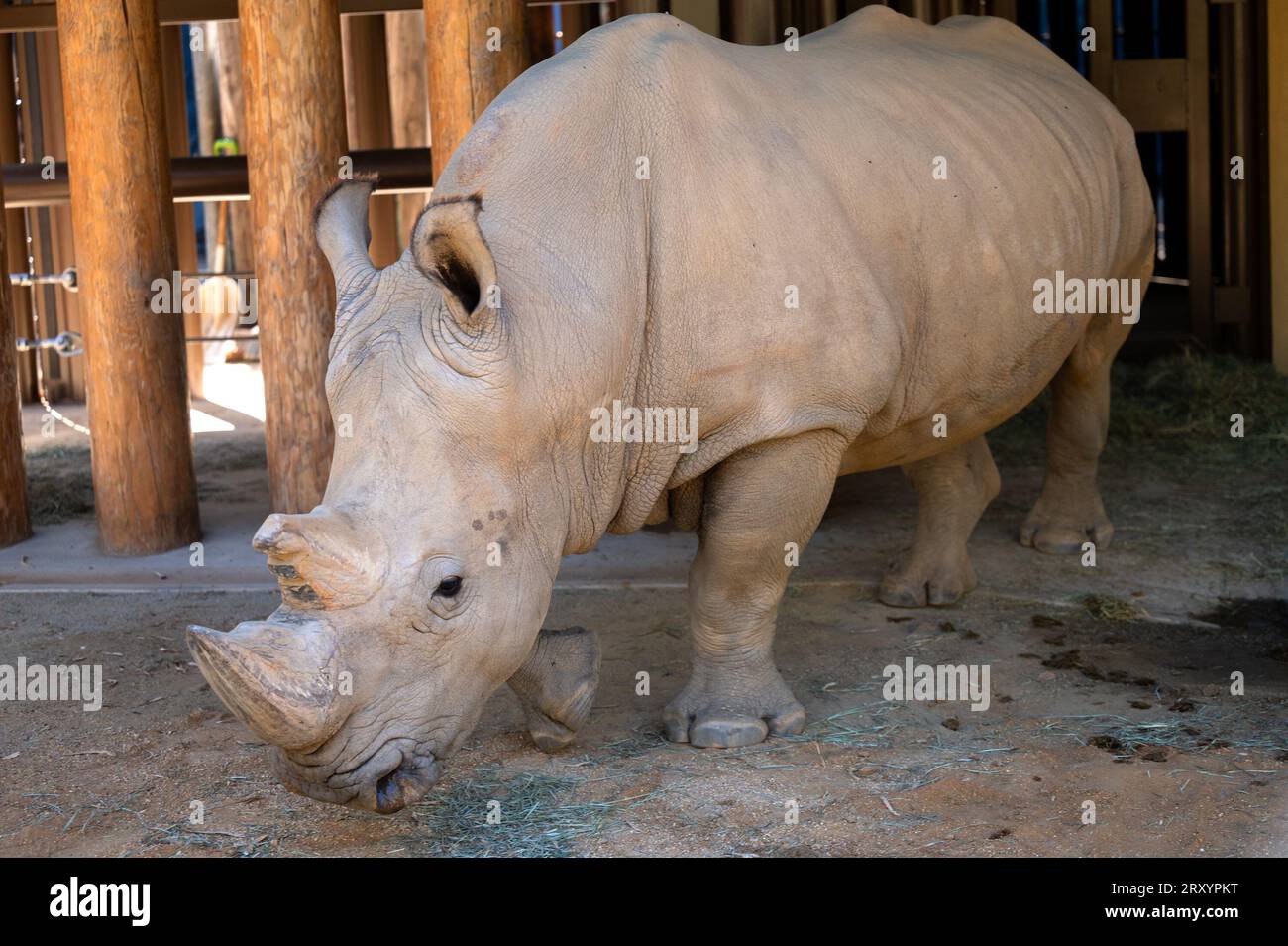 September 27, 2023, Sacramento, CA, USA: A 28-year-old southern white ...