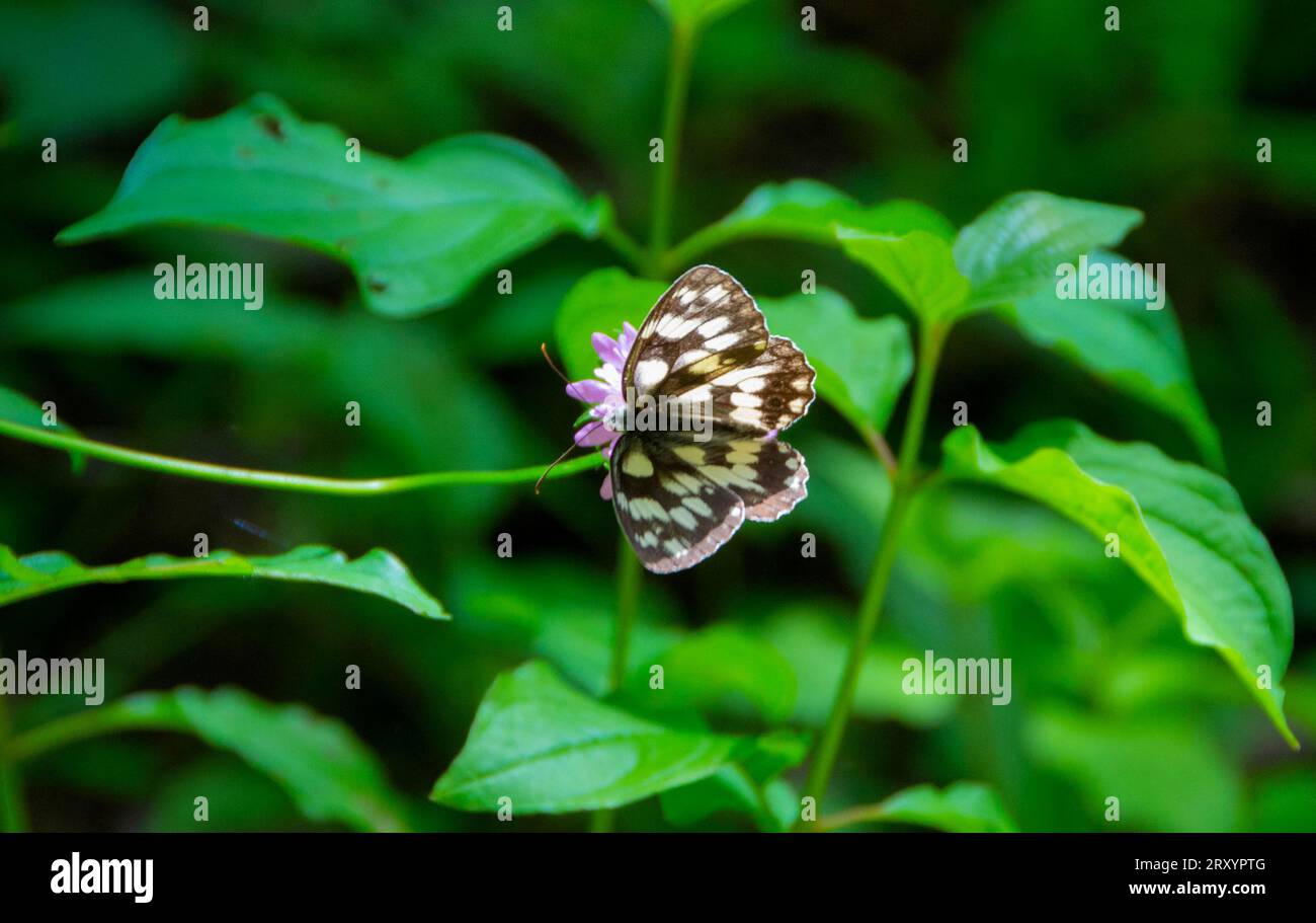 Captured in exquisite detail, this vibrant butterfly showcases nature's ...