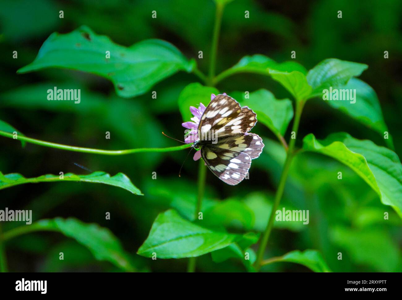 Captured in exquisite detail, this vibrant butterfly showcases nature's ...