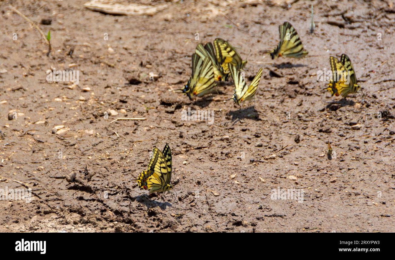 Captured in exquisite detail, this vibrant butterfly showcases nature's ...