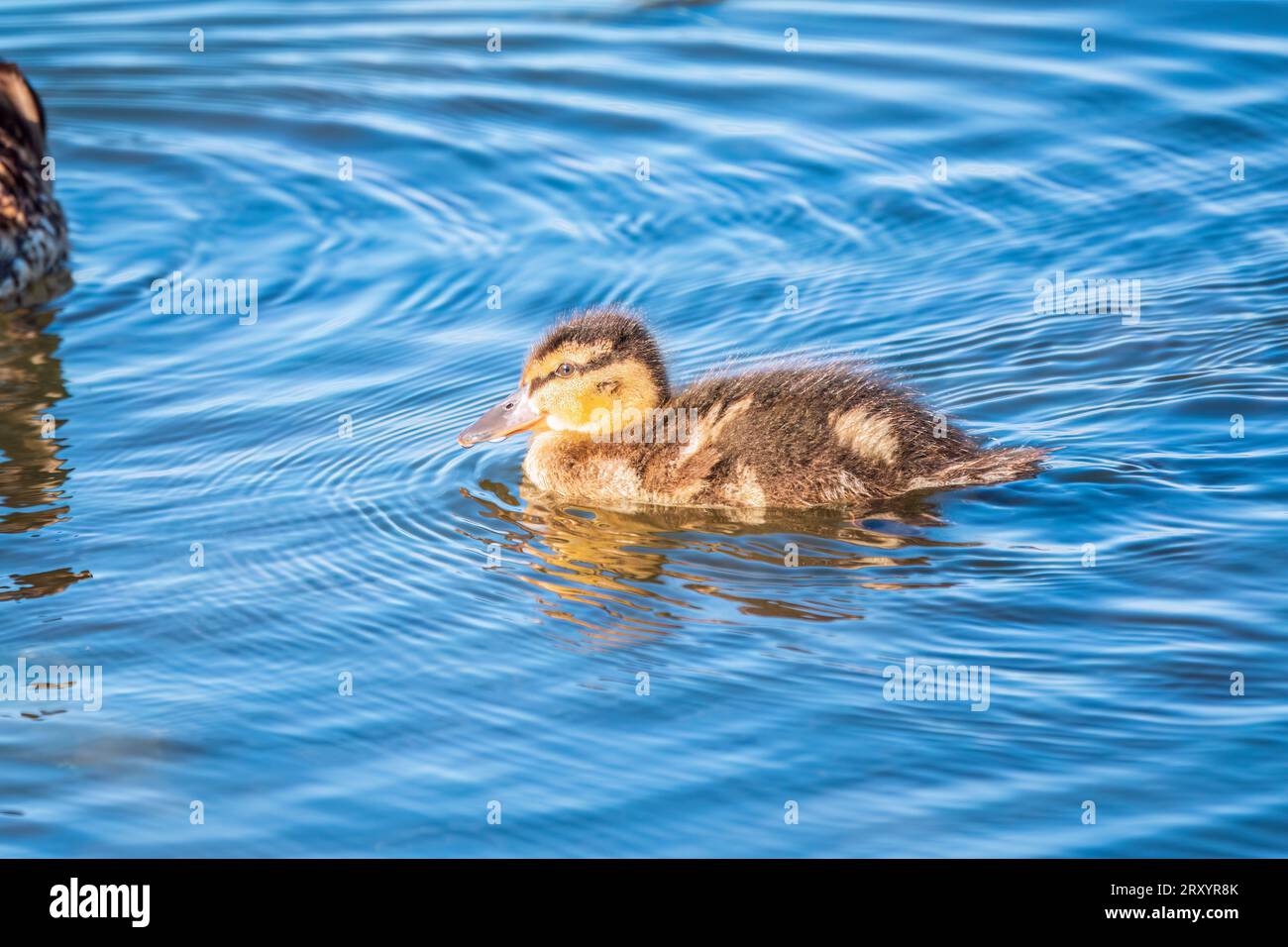 Cute little duckling swimming alone in a lake or river with calm water ...