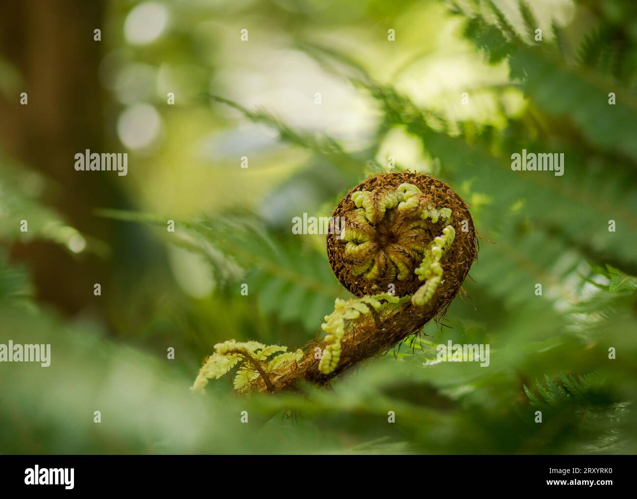 Koru hi-res stock photography and images - Alamy