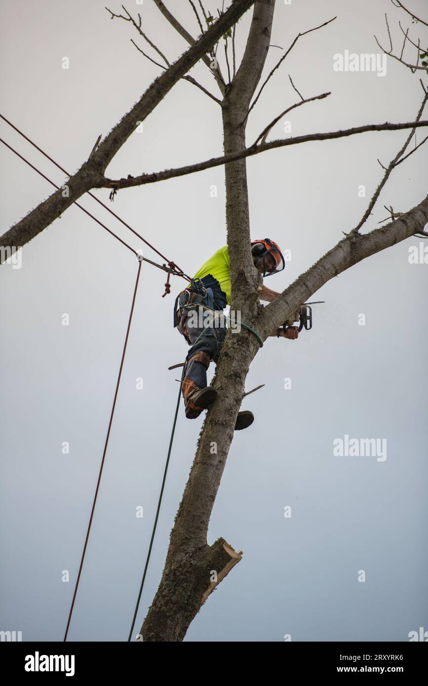 Arborist tree surgeon roped into a tree cutting a branch with a ...