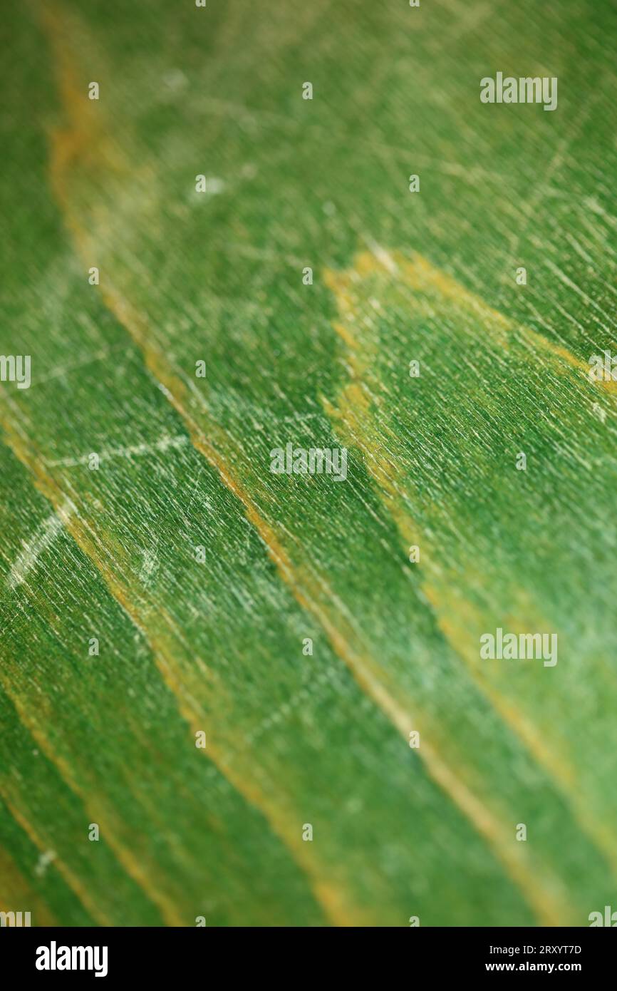 Indoor professional gala hi-res stock photography and images - Alamy