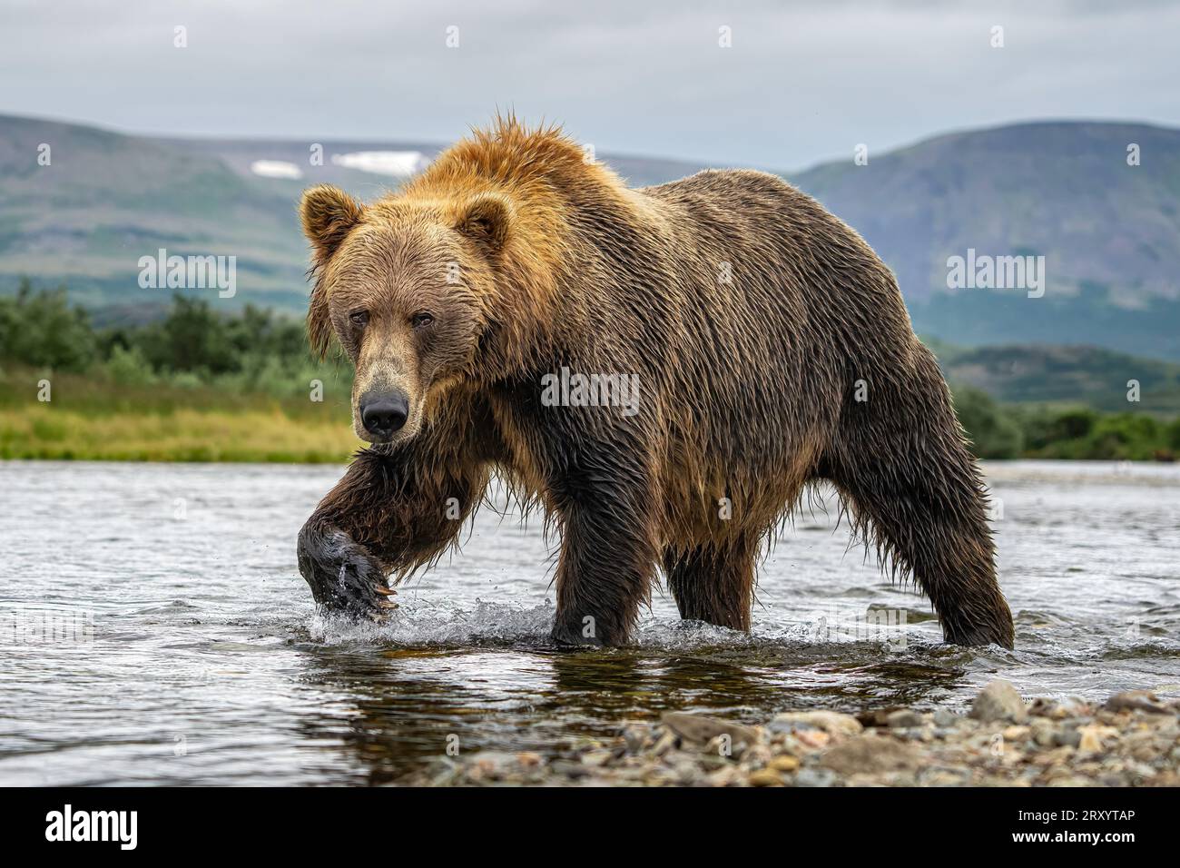 Grizzly bear head shot hi-res stock photography and images - Alamy