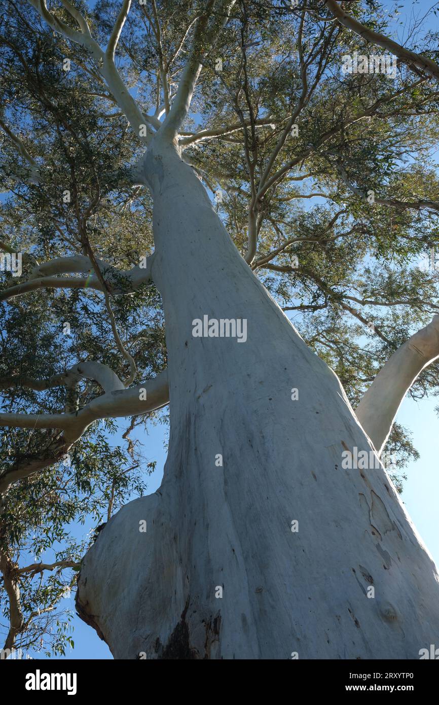 Large white trunked gum tree in Hamilton Gardens New Zealand Eucalyptus ...