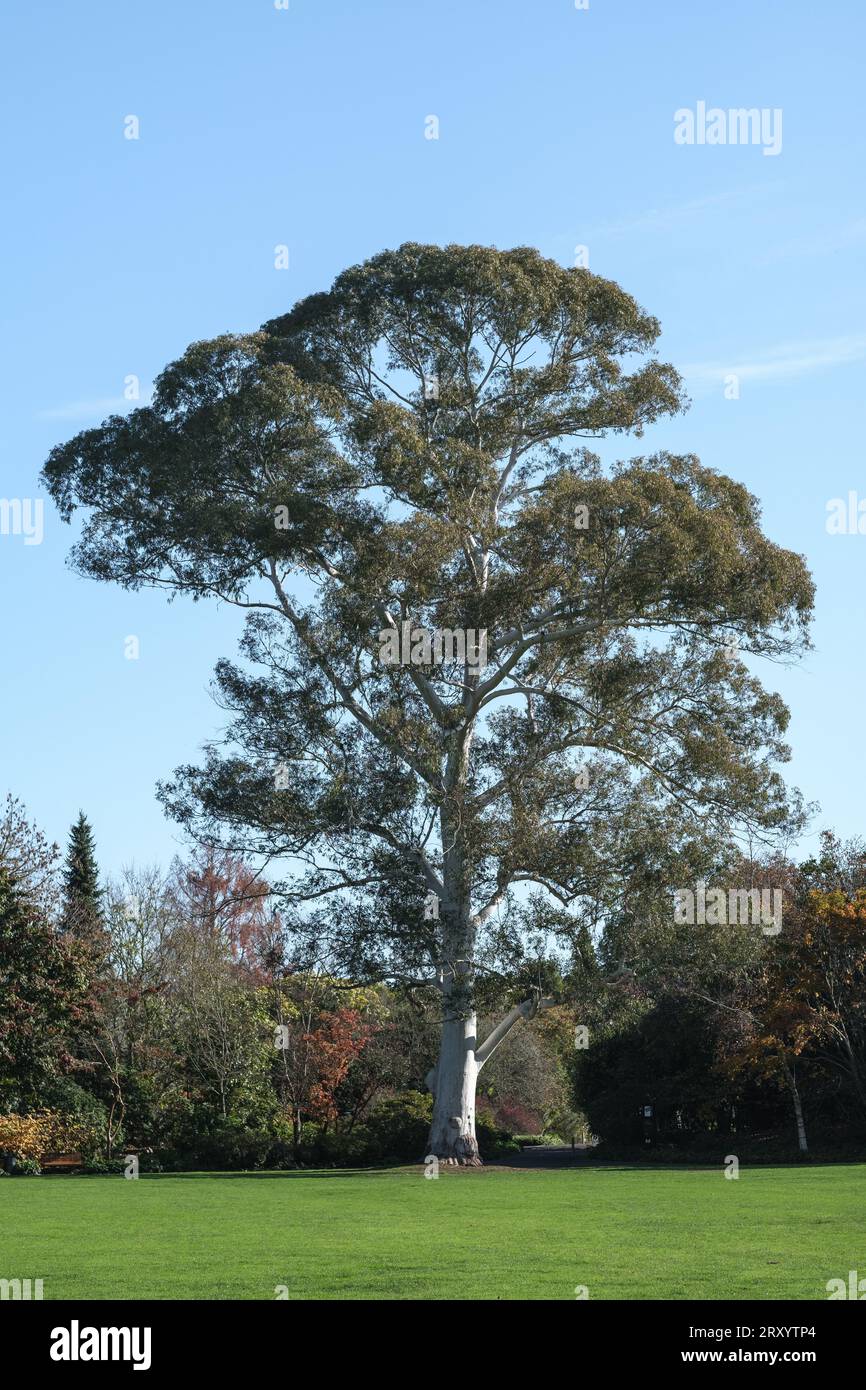 Large white trunked gum tree in Hamilton Gardens New Zealand Eucalyptus ...