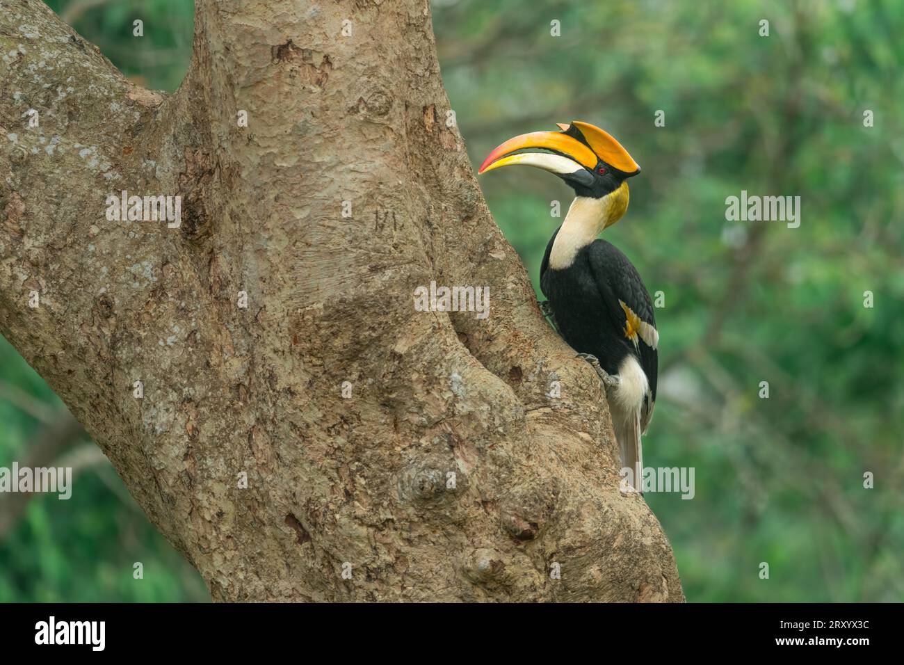 A male great hornbill perched near a nesting cavity at Kaziranga ...