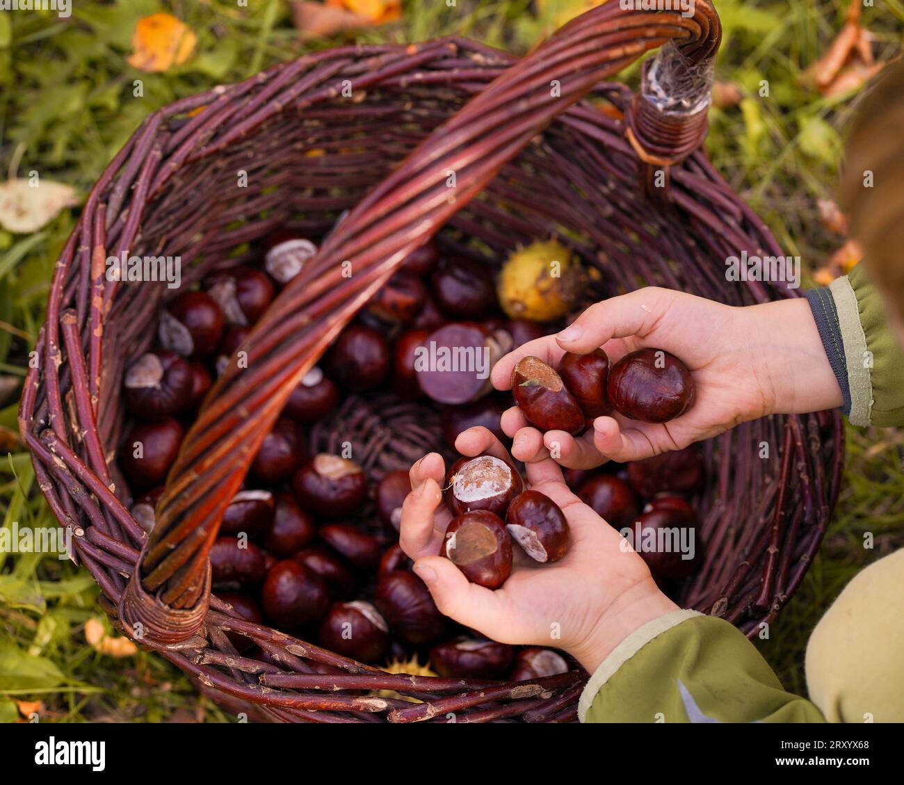Autumn scene background, a child's hands are placing chestnuts in a ...