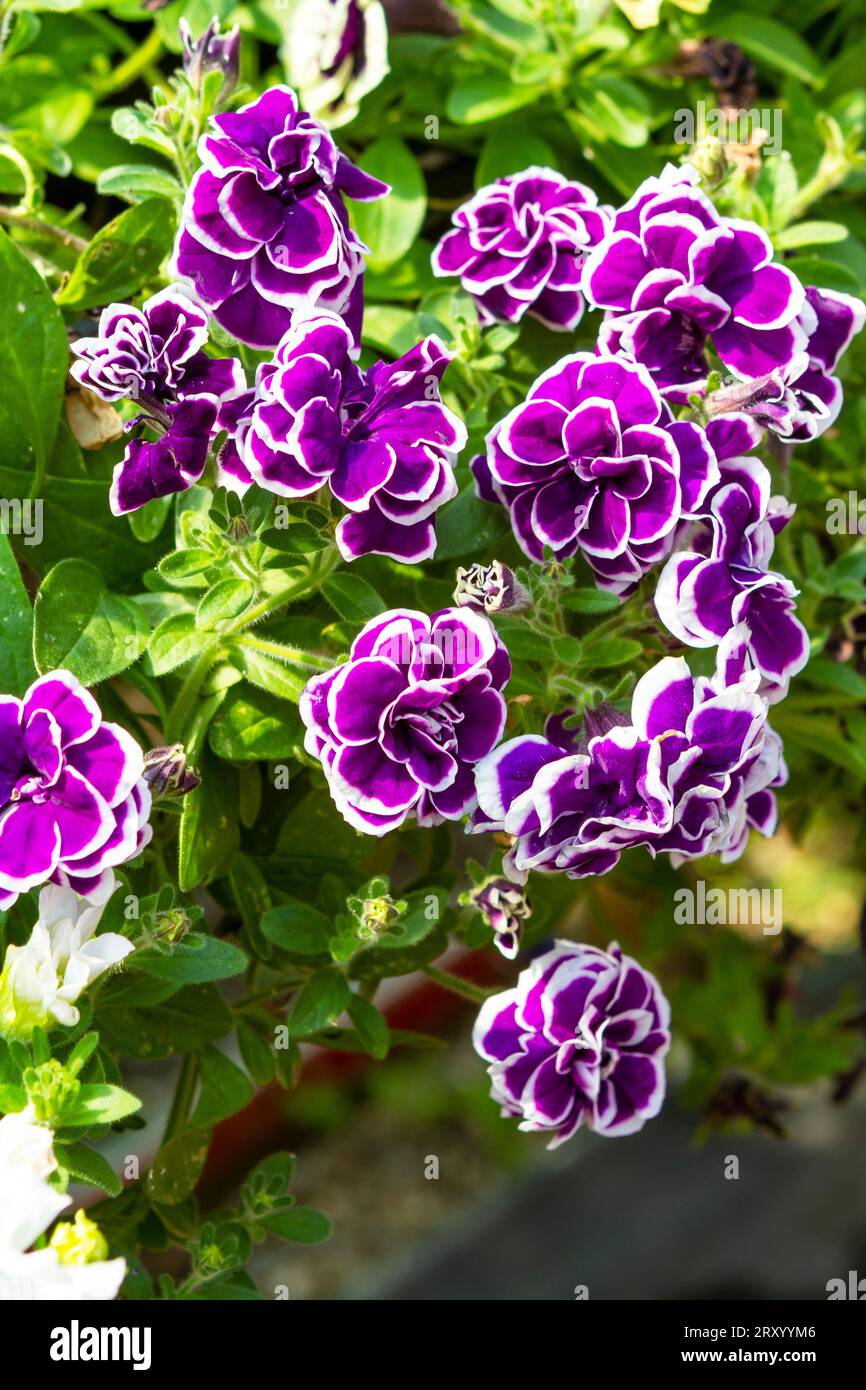 Blooming purple and white picotee pattern flowers of the double petunia ...
