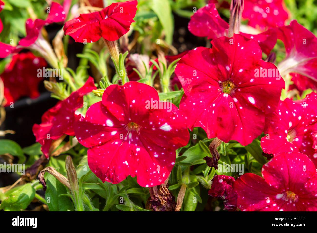 Bold strawberry red flowers with white speckles of the Headliner ...