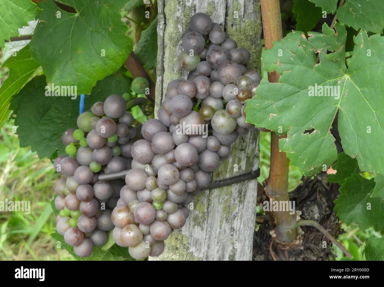 Pinot Gris grapes hanging on a vine and ripening just before harvest ...