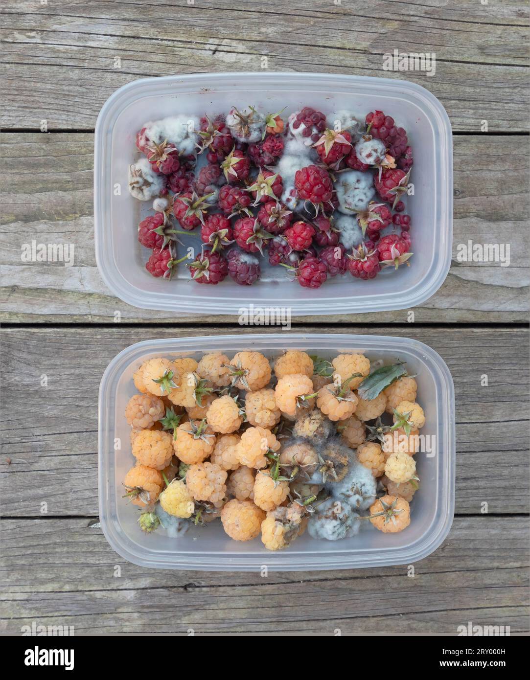 Two pots of raspberries which are growing fluffy mould and rotting ...
