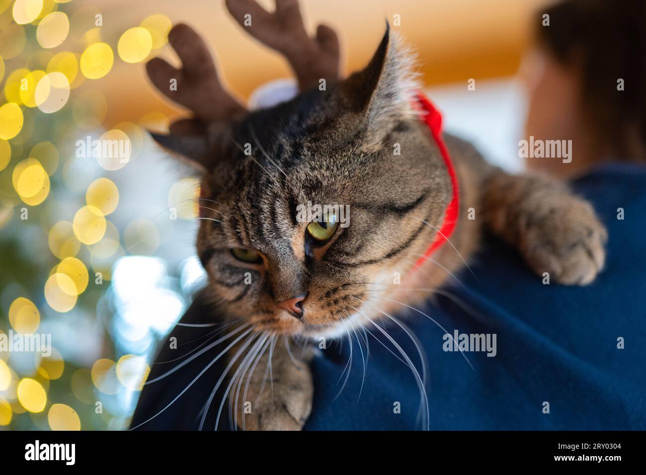 cat in the horns of a deer in the hands of a girl .Cats and people in ...