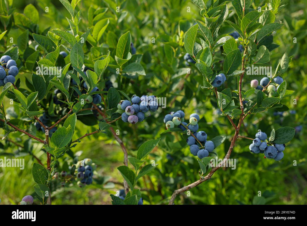 Bush of wild blueberry with berries growing outdoors Stock Photo - Alamy