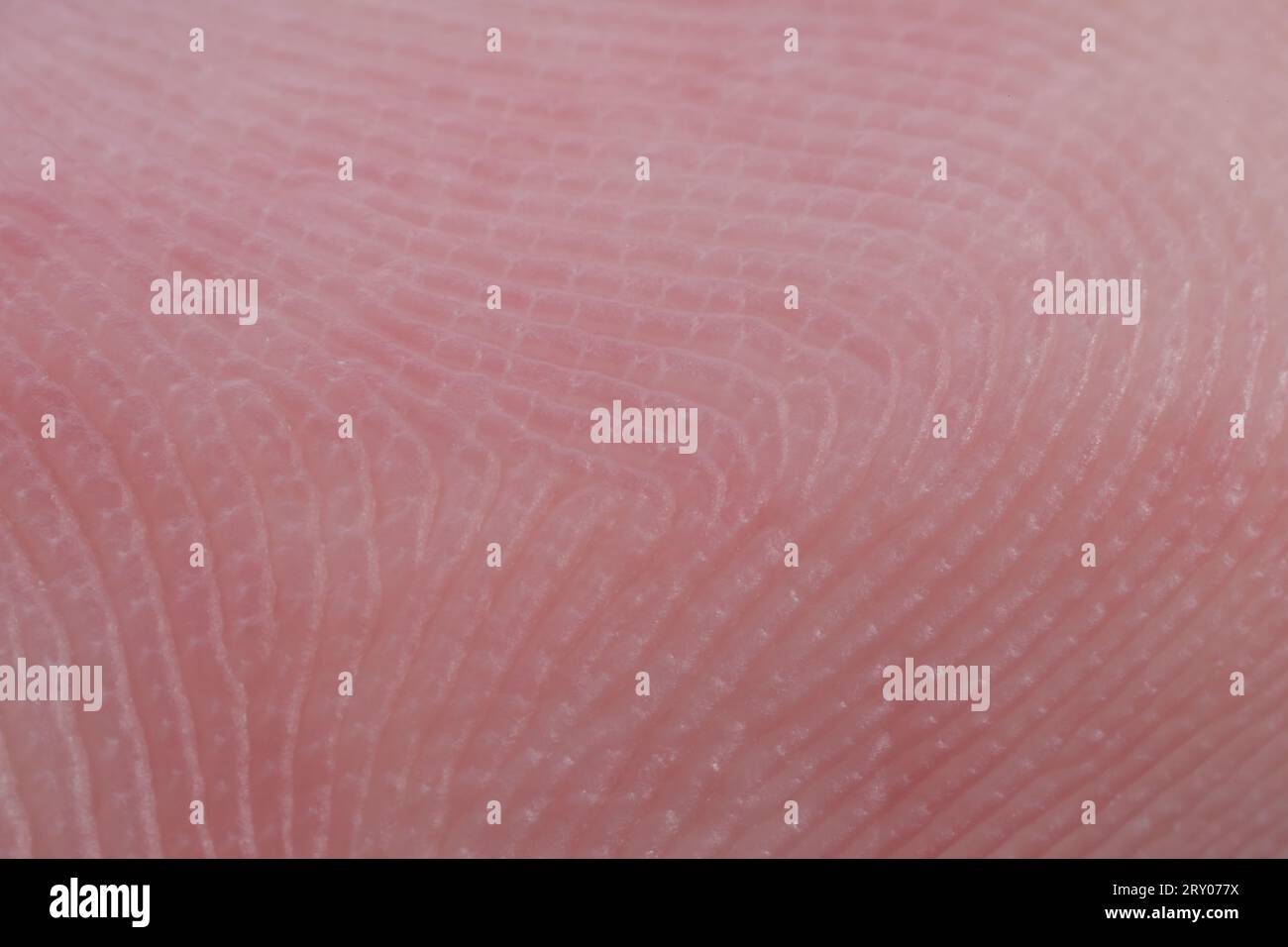 Friction ridges on finger as background, macro view Stock Photo - Alamy