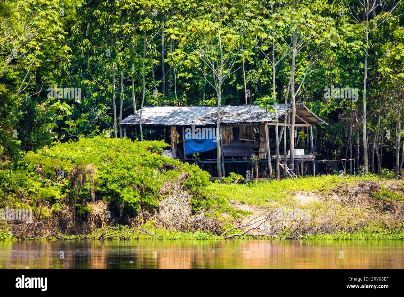 Isolated house in the jungle of amazon tropical rainforest river Stock ...
