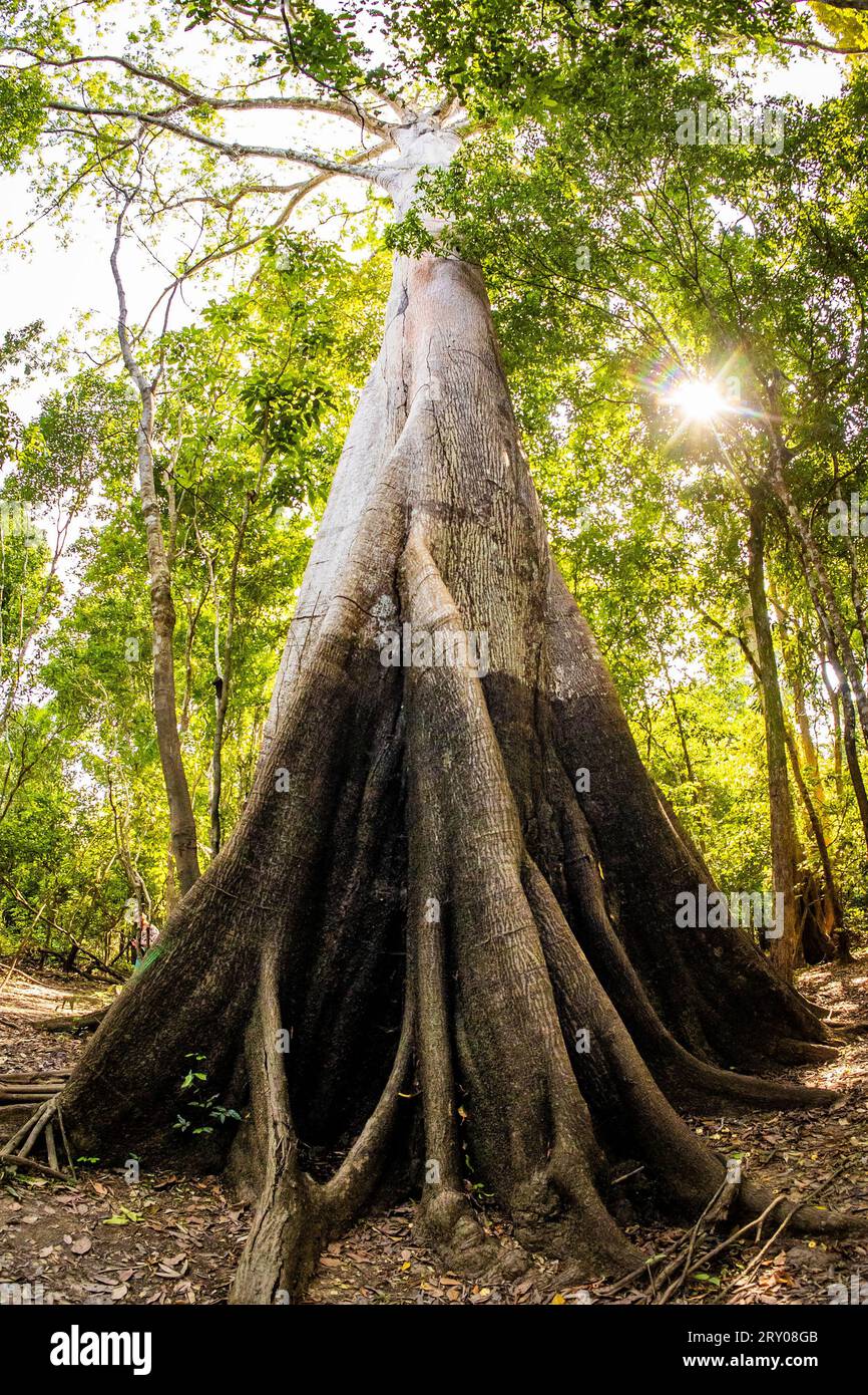 Biggest Amazon tree Angelim Vermelho in tropical rainforest in summer ...