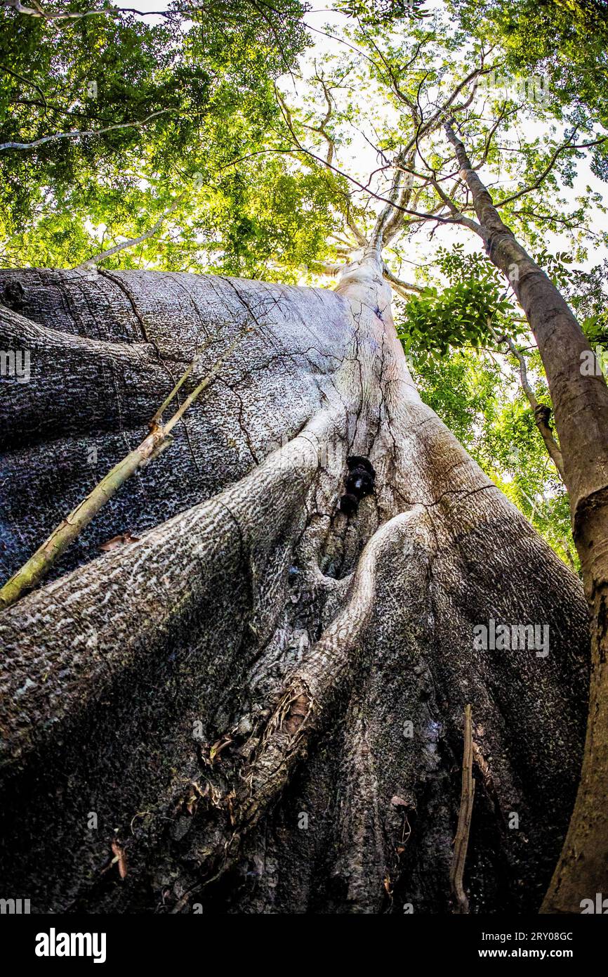 Biggest Amazon tree Angelim Vermelho in tropical rainforest in summer ...