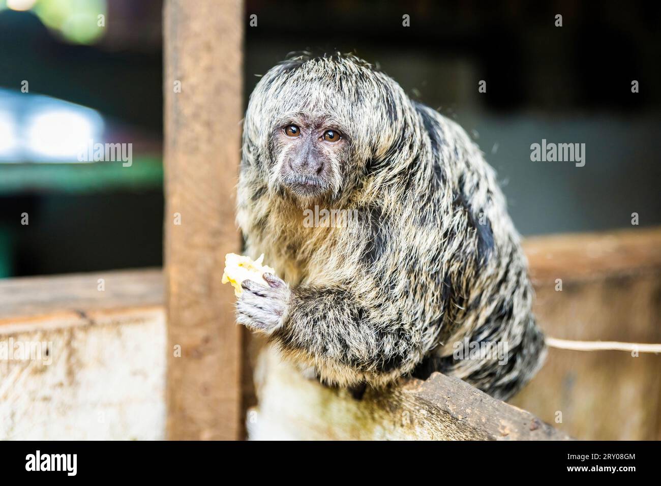 Portrait of Grays Bald-faced Saki Amazonian monkey eating banana Stock ...