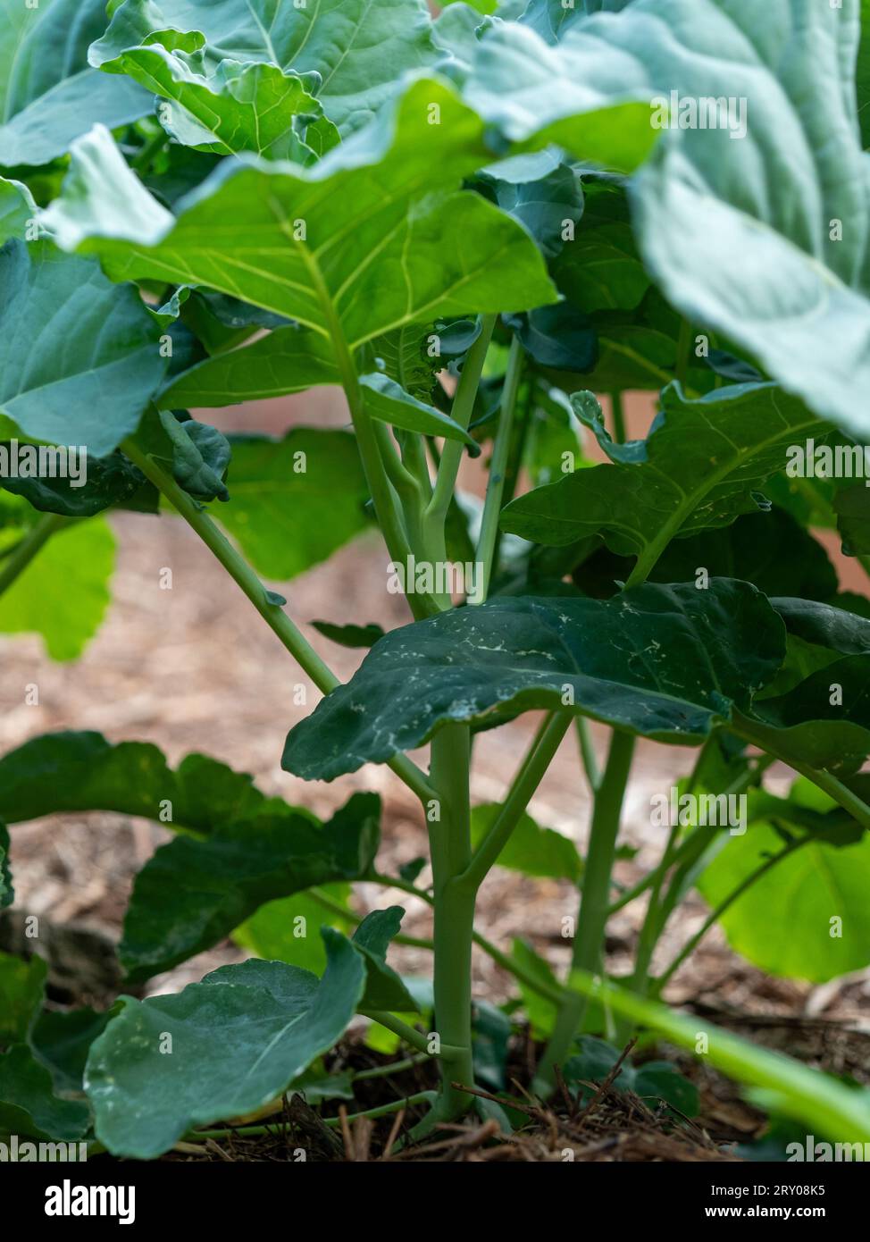 Broccoli Baby or Brocolini plants in the vegetable garden, Australia ...