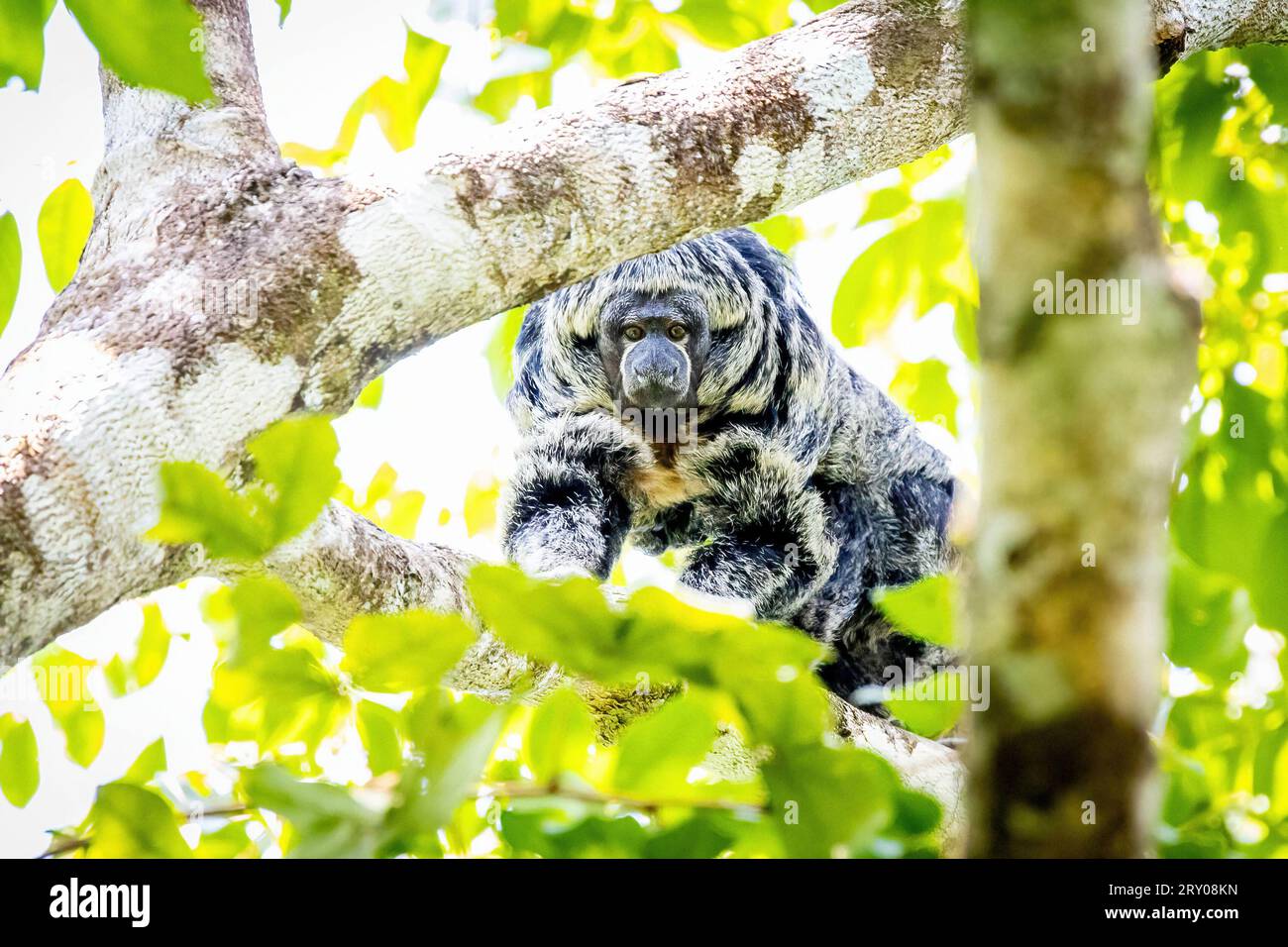 Portrait of Grays Bald-faced Saki Amazonian monkey in the jungle on ...