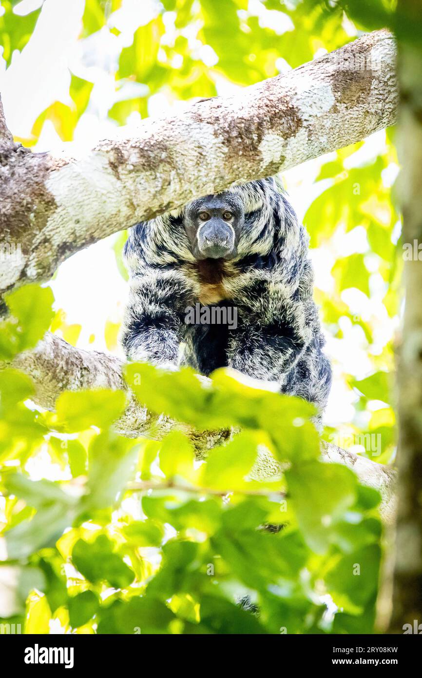Portrait of Grays Bald-faced Saki Amazonian monkey in the jungle on ...