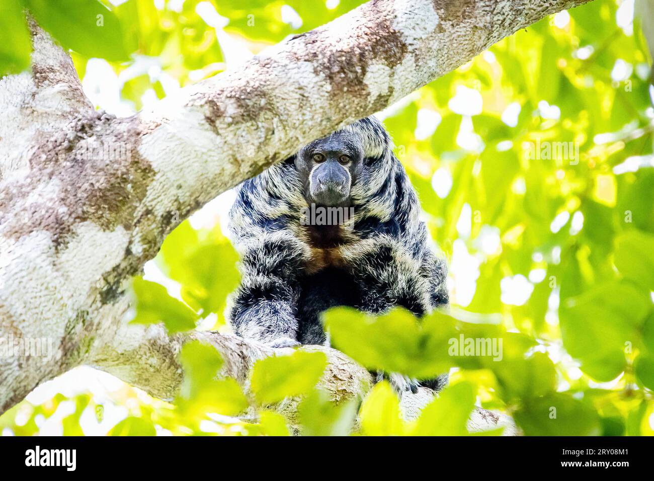 Portrait of Grays Bald-faced Saki Amazonian monkey in the jungle on ...