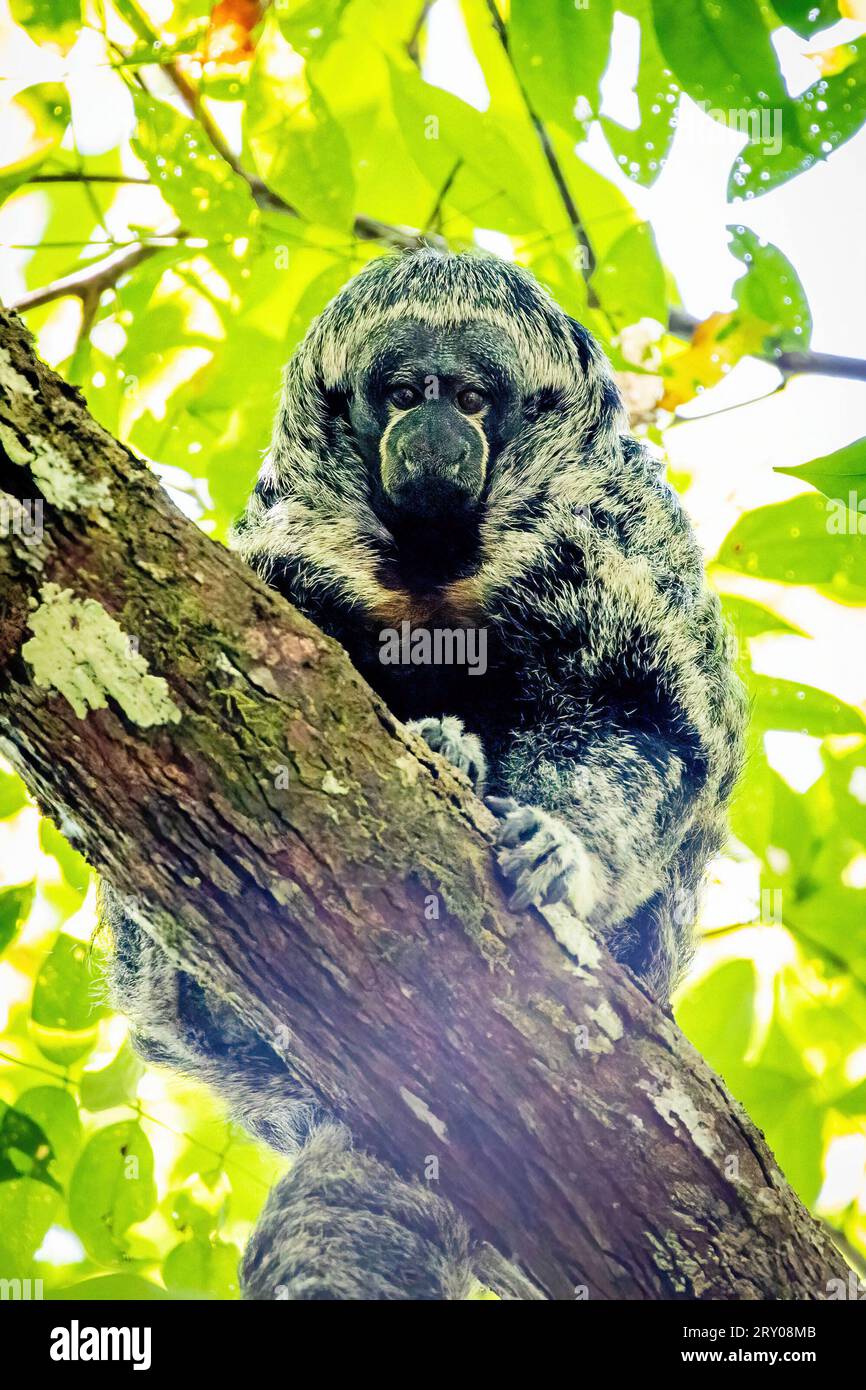 Portrait of Grays Bald-faced Saki Amazonian monkey in the jungle on ...