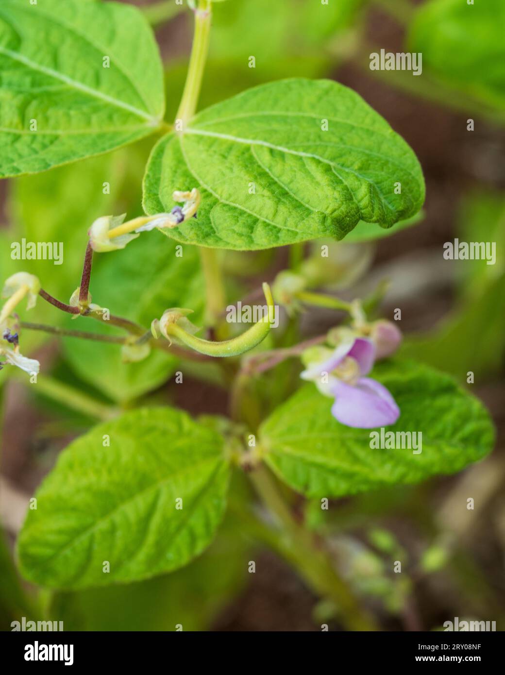 A single butter bean forming on a seedling plant, purple flowers ...